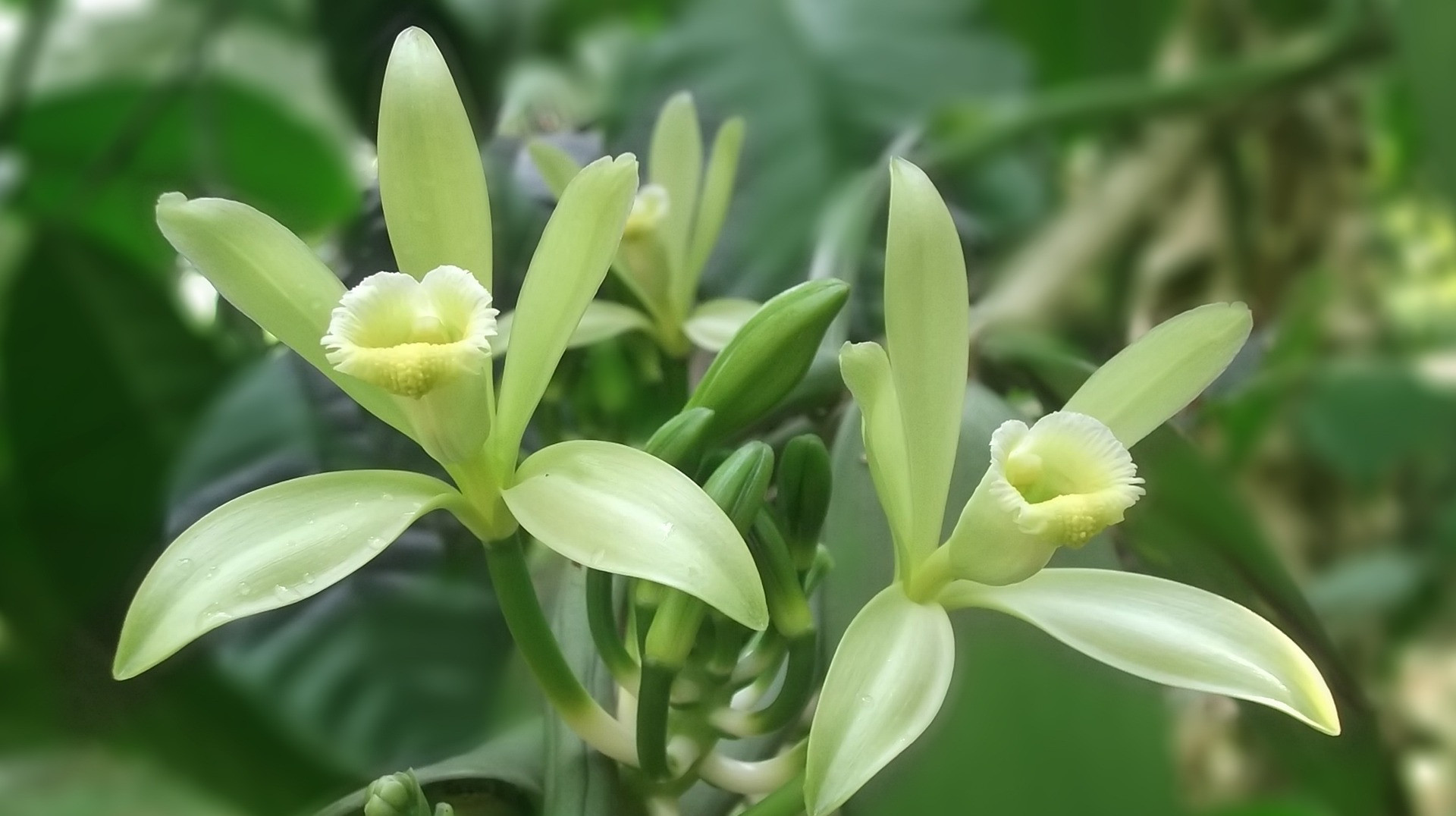 Vanille et Saveurs Créoles : Ton Guide Gourmand à La Réunion - Outremer ...