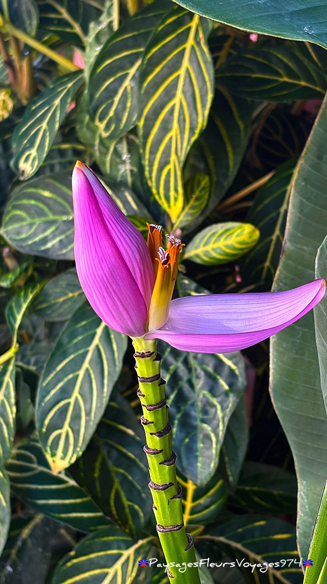 Éclat Tropical à La Réunion : Paysages Fleurs Voyages 974 au Cœur de l ...