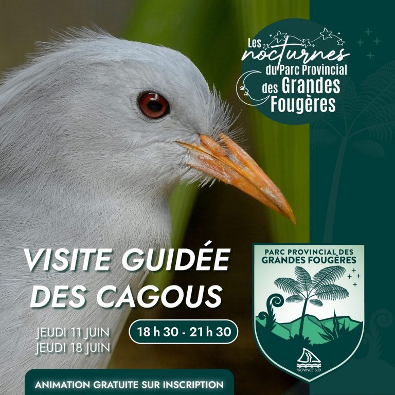 Visite guidée nocturne des cagous au Parc Provincial des Grandes ...